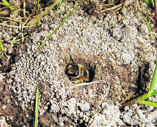 Protect ground nesting bees | Laurinburg Exchange